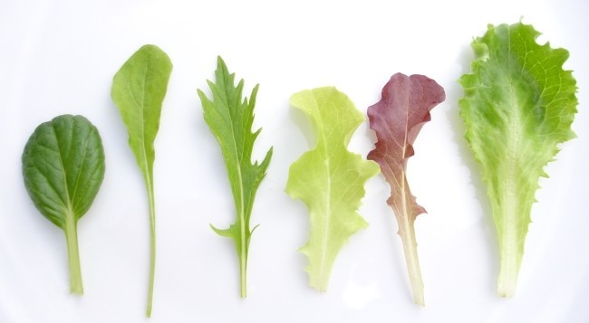 Alface Baby leaf mix [sementes] - Algarsementes