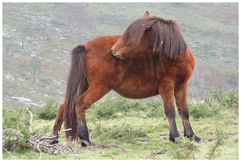 CAVALO GARRANO É A RAÇA AUTÓTONE DE EQUÍDEO DO MINHO - BLOGUE DO MINHO