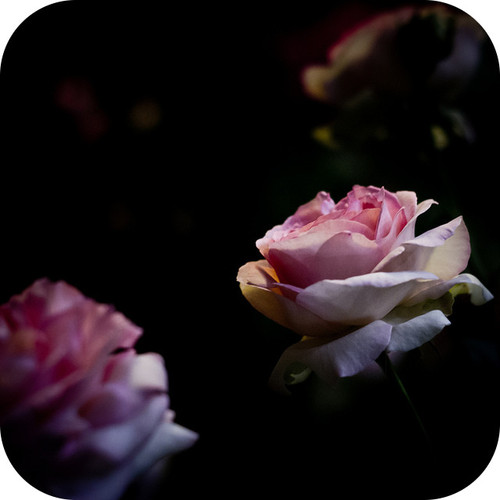 throw roses into the abyss and say: ‘here is my thanks to the monster ...