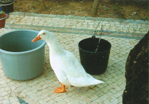 Anatidaefobia - Nota Dissonante