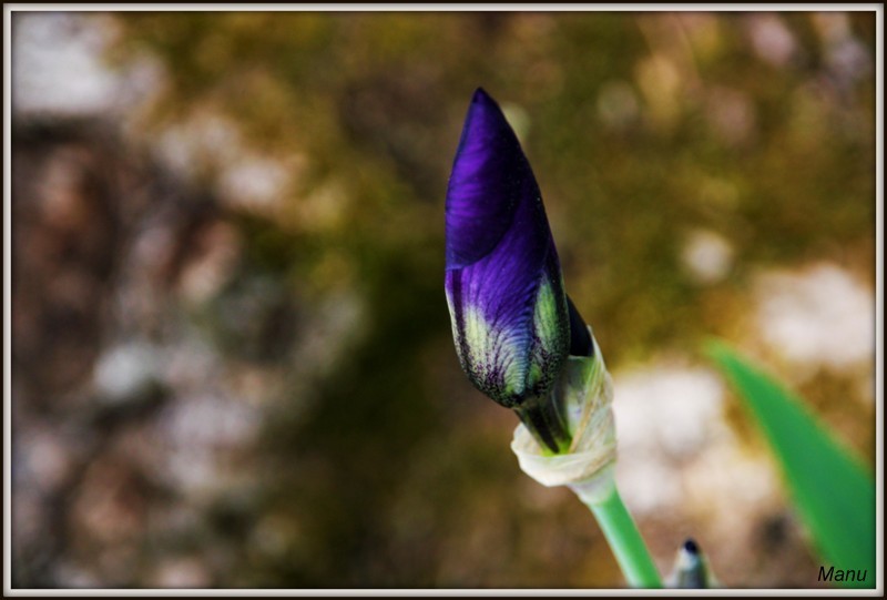 O segredo das flores fechadas - Existe um Olhar
