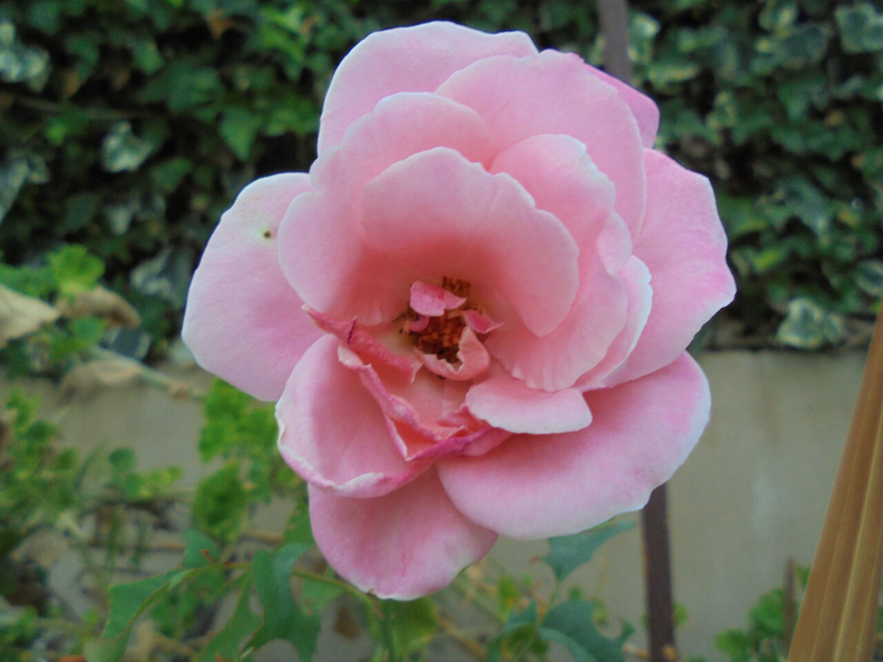 Rosa... - Na sombra da luz