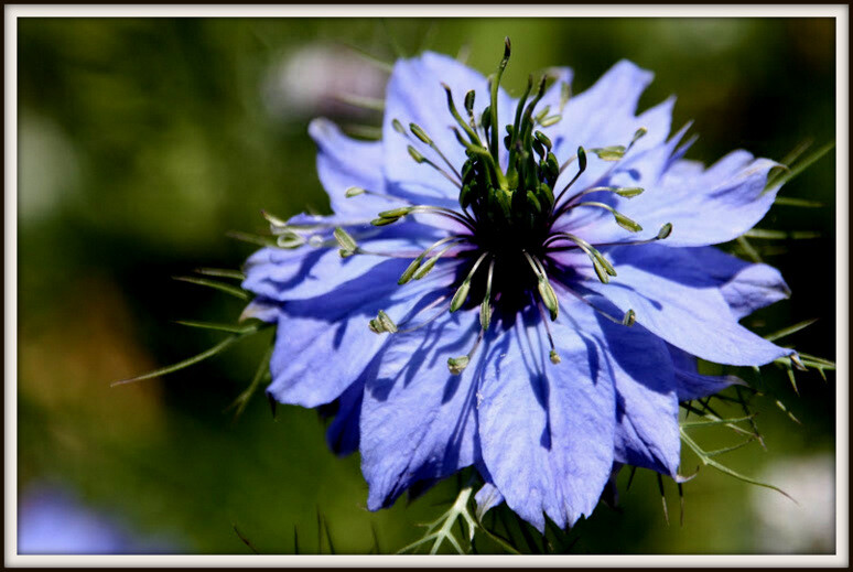 Flor azul - Existe um Olhar
